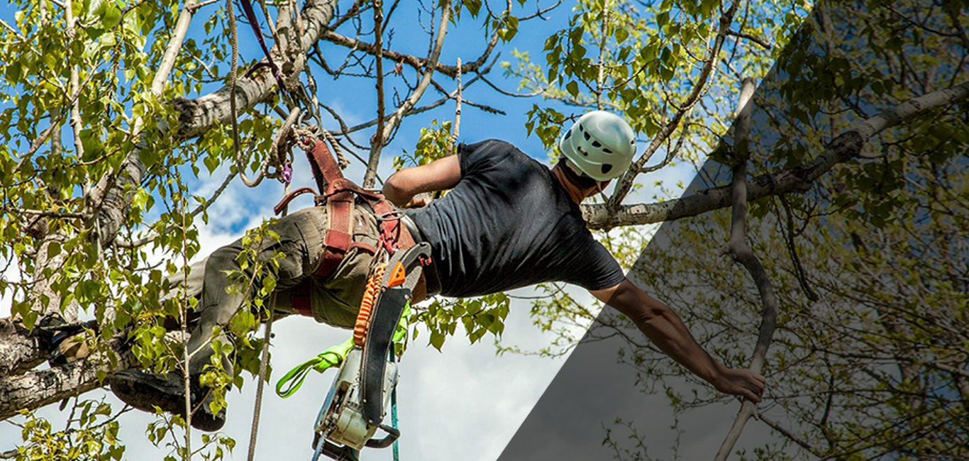 Contact - KD Tree Service Rochester NY | Arborist and Tree Removal ...